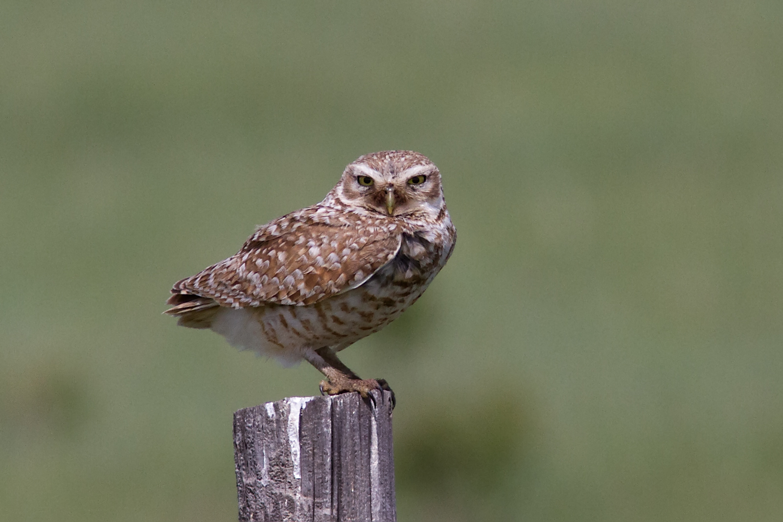 Fur & Feathers 500 - a Canada Big Year for Birds and Mammals: Prairie ...