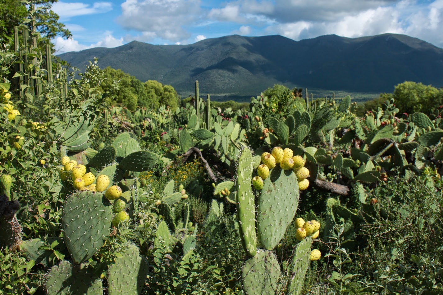 Pintando por Latinoamérica: FRUTOS DE VICTORIA