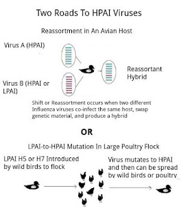 Avian Flu Diary: Taiwan Reports Another Outbreak Of HPAI H5N5