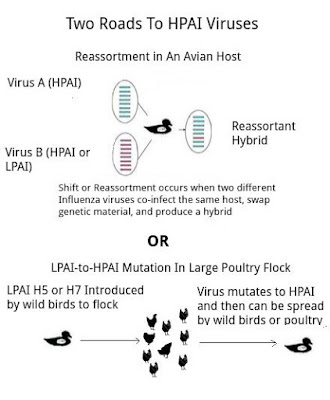 Avian Flu Diary: Frontiers Vet. Sci.: Patterns In the Emergences Of ...
