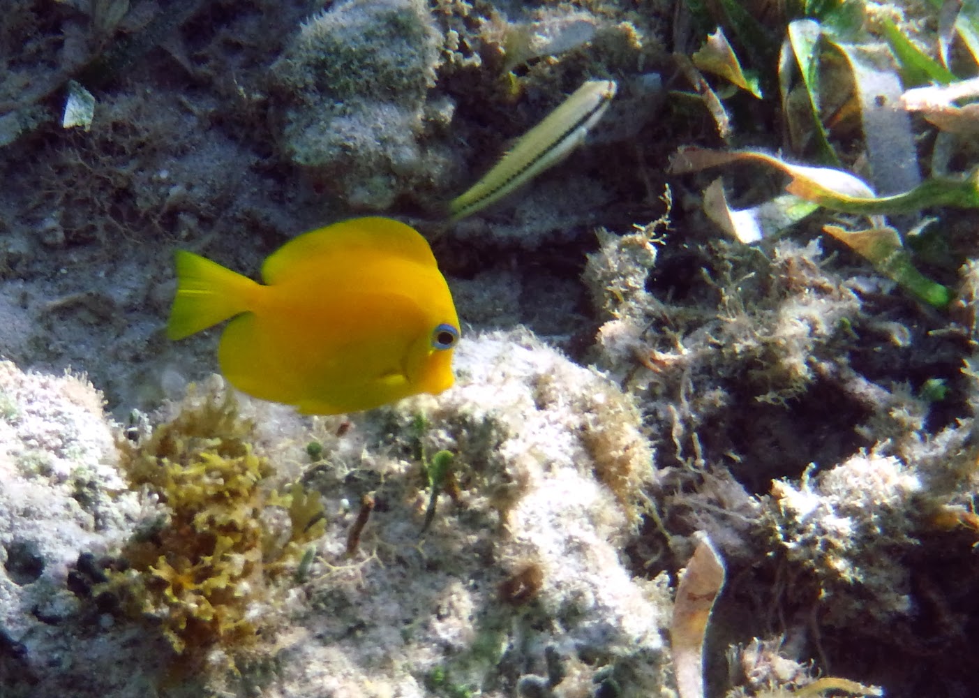 Elfshot: Tropical Fish Photos from Cuba