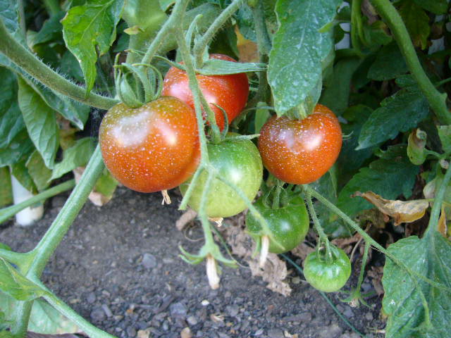 Sacramento Vegetable Gardening: Stupice is as Stupice Does