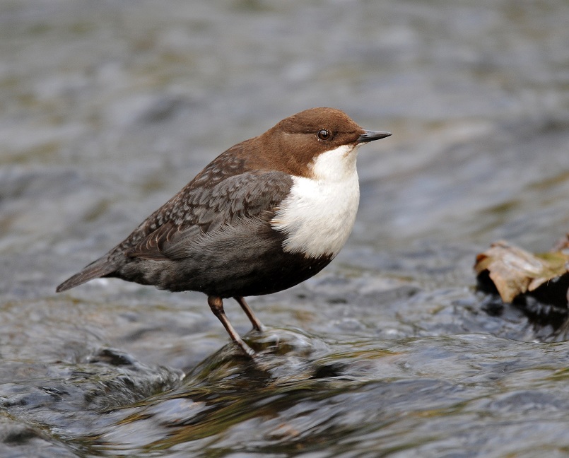 BTO Bird Ringing - 'Demog Blog': Dipper in Essex