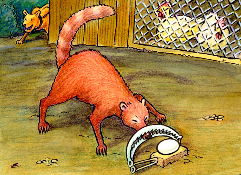 Red de Lectores, Sinaloa: Historia de dos cachorros de coatí y de dos ...