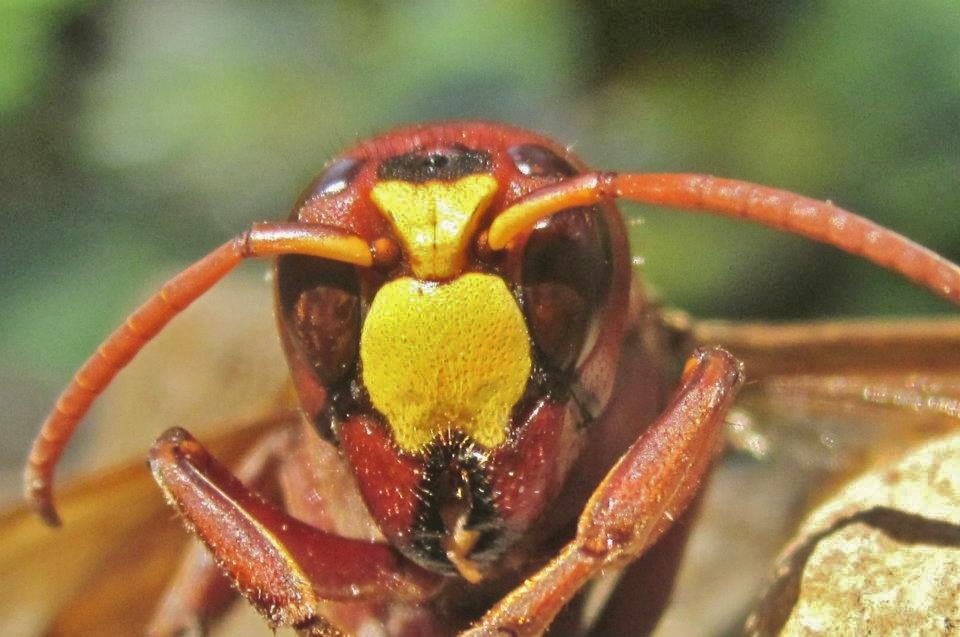 Biodiversity of Cyprus by NGO Protection of the Natural Heritage and ...