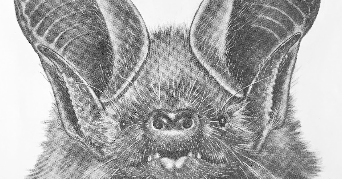 Fossil Matter: The Cuban Pallid bat Antrozous koopmani