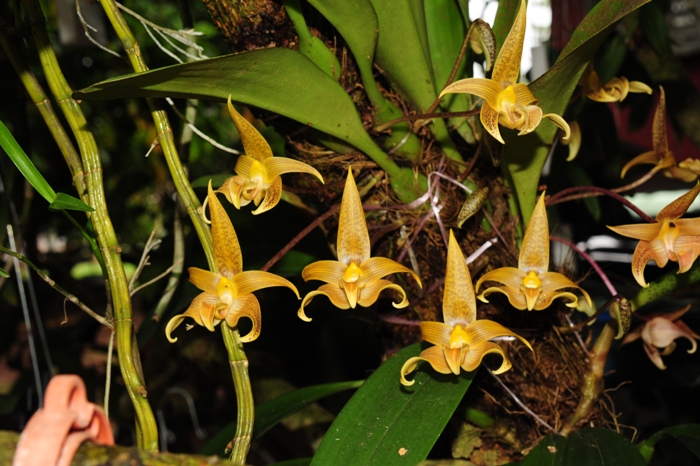 hasyrinshaysan: Orkid liar.