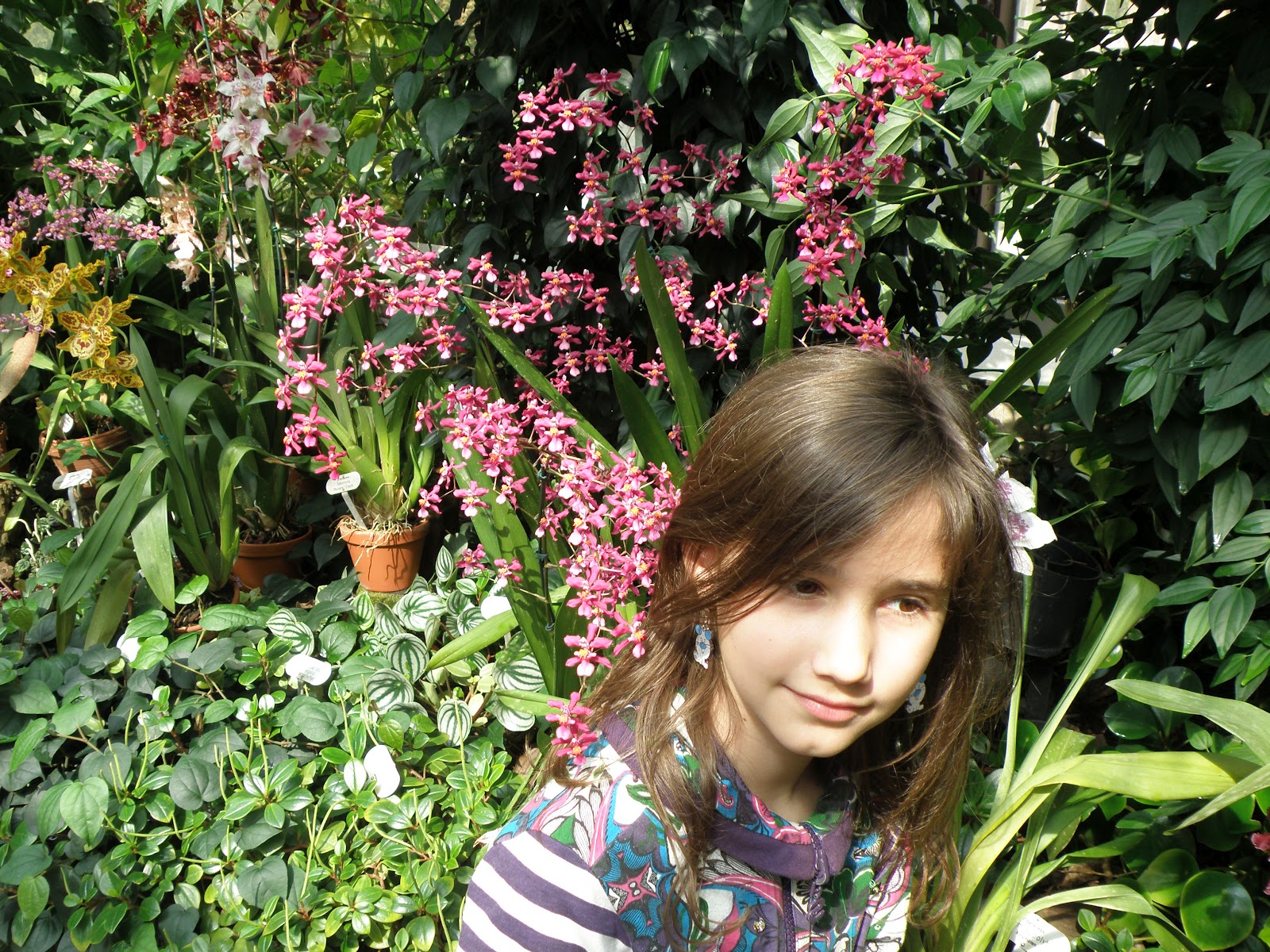 Si totusi povestile...: Cateva poze cu orhidee