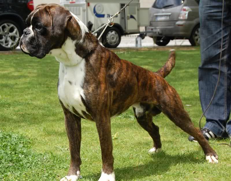 Terras do Miño Boxers: AMIGOS CHATOS