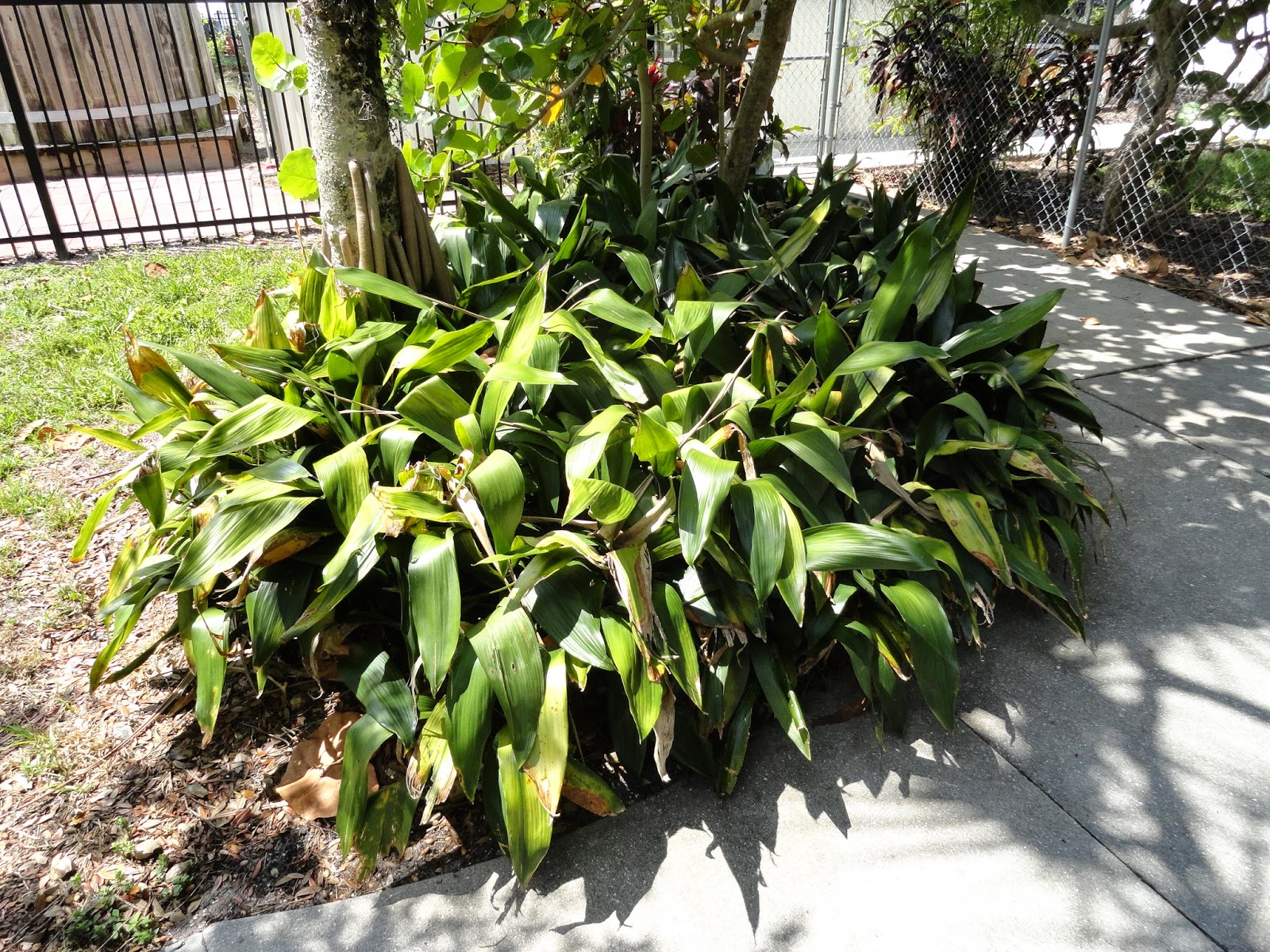 Cast Iron Plant Landscape