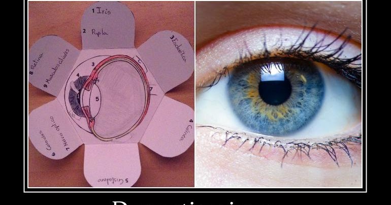 El diario del investigador: Recortable del ojo