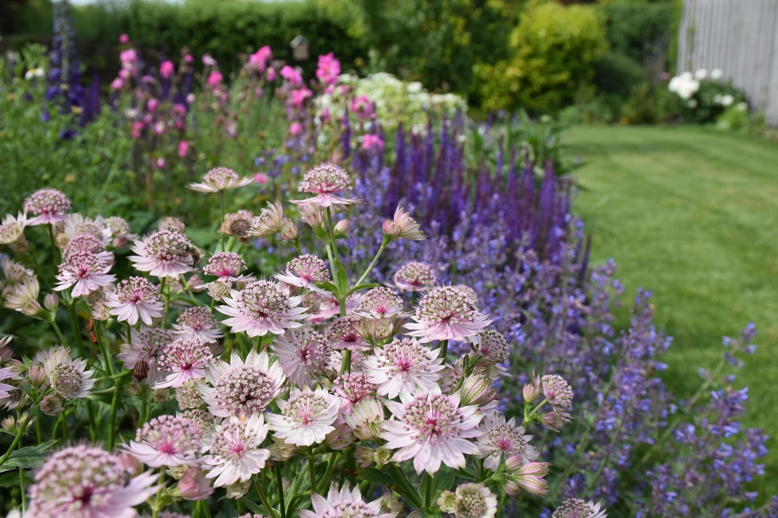 Život v zahradě: Trvalkový záhon