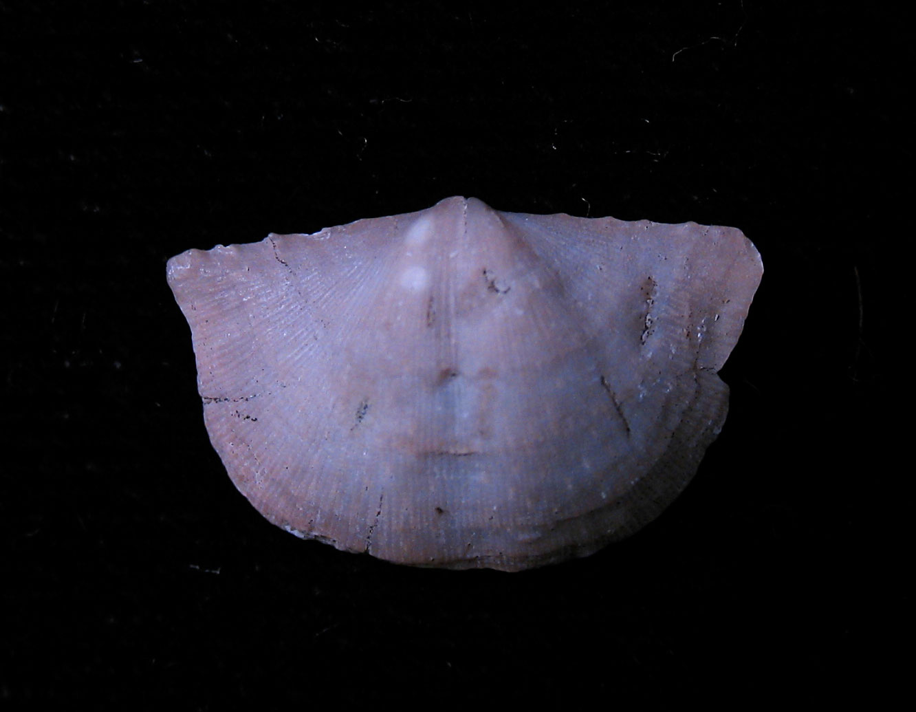 Louisville Fossils and Beyond: 01/01/2012 - 02/01/2012