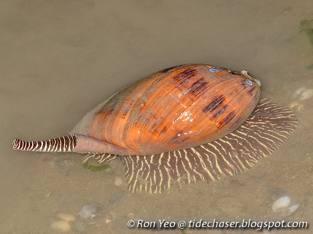 tHE tiDE cHAsER: Volutes (Phylum Mollusca: Family Volutidae) of Singapore