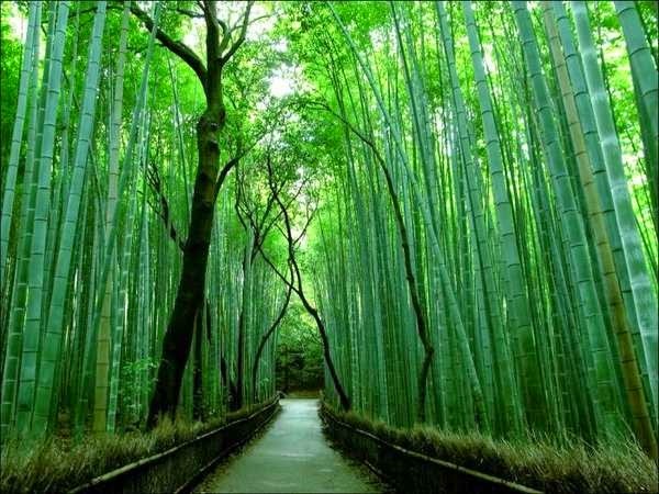 Blog Kang Darji: Anda tahu pohon bambu cina?