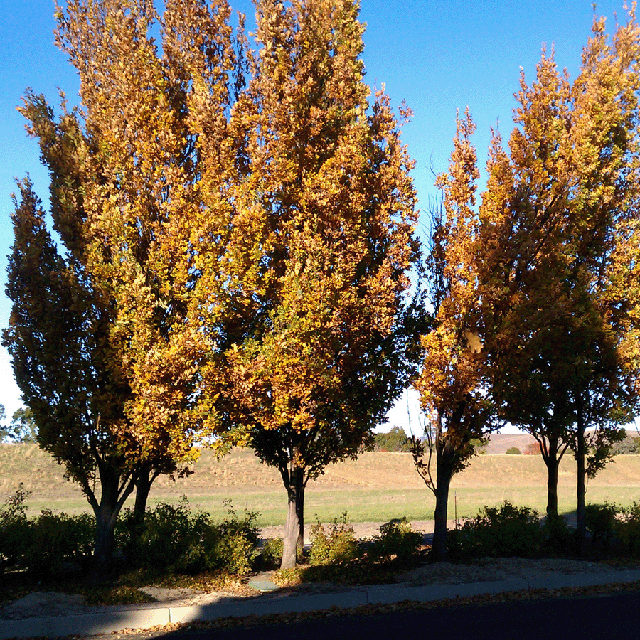 Eden By The Bay: Street Trees Through the Seasons - Upright English Oak