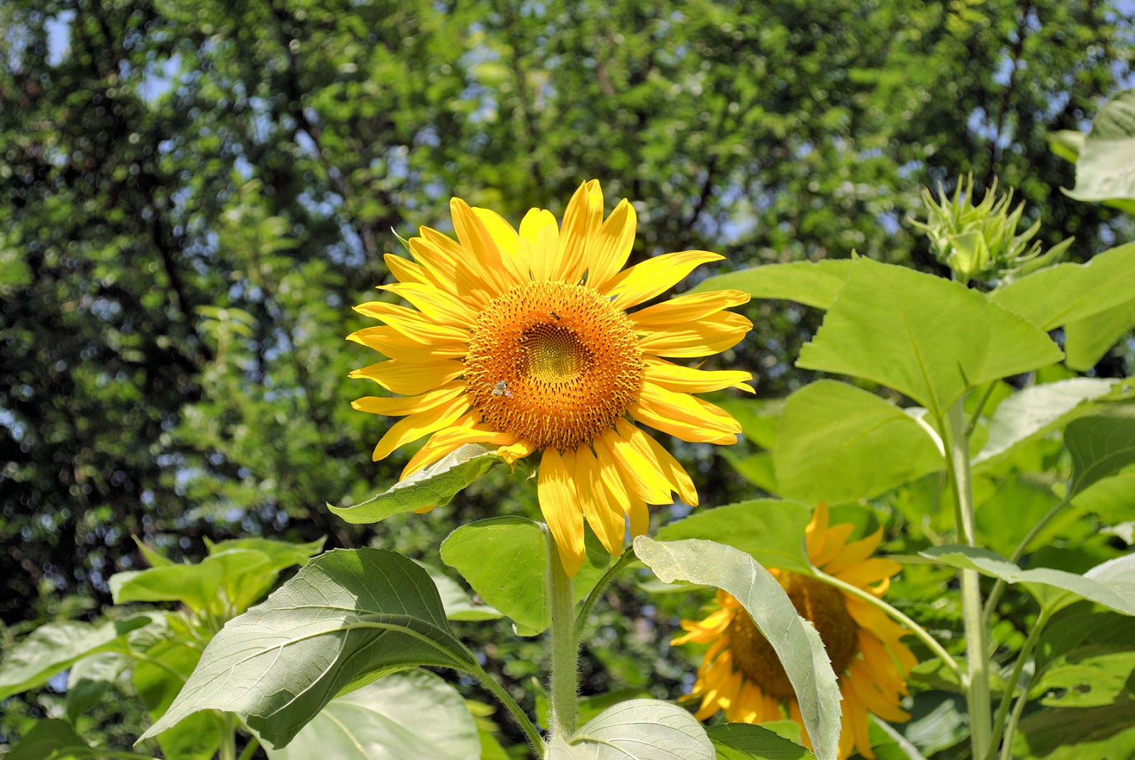 Terrell Texas Daily Photo: mammoth sunflowers