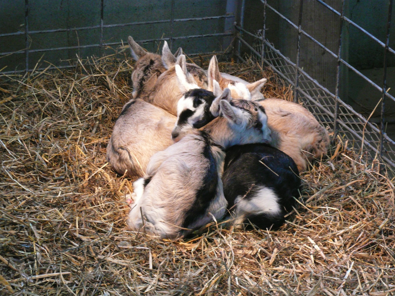 Coach Farm: The Breed Read: Our French Alpines