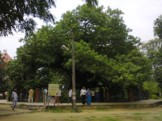 Paarijaat Tree
