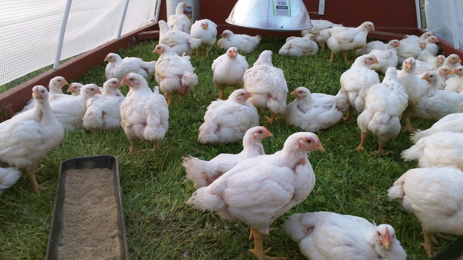 Lee's Reach Farm: Broiler Bird Update