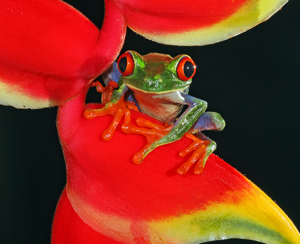 Top Flight Nature Photography: Hummingbirds (and frogs) of Costa Rica