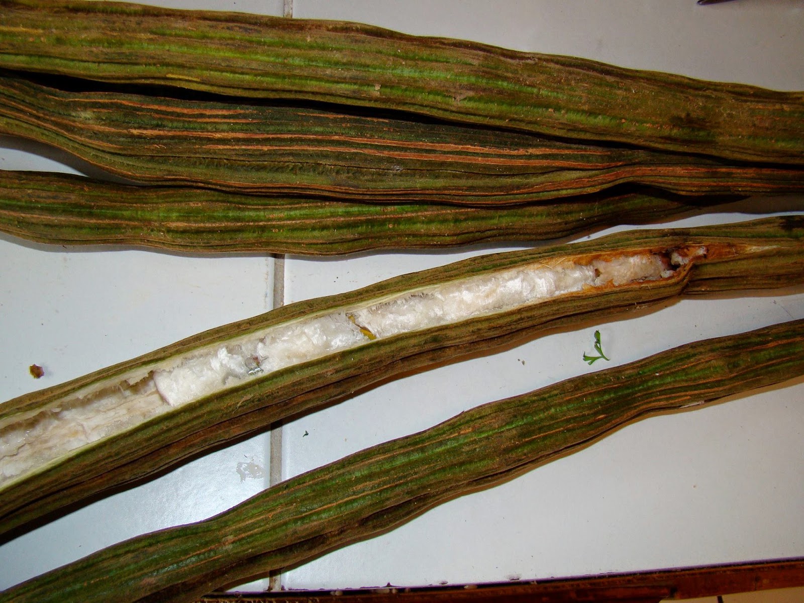 Sulcata Grove: Inga - Ice Cream Bean