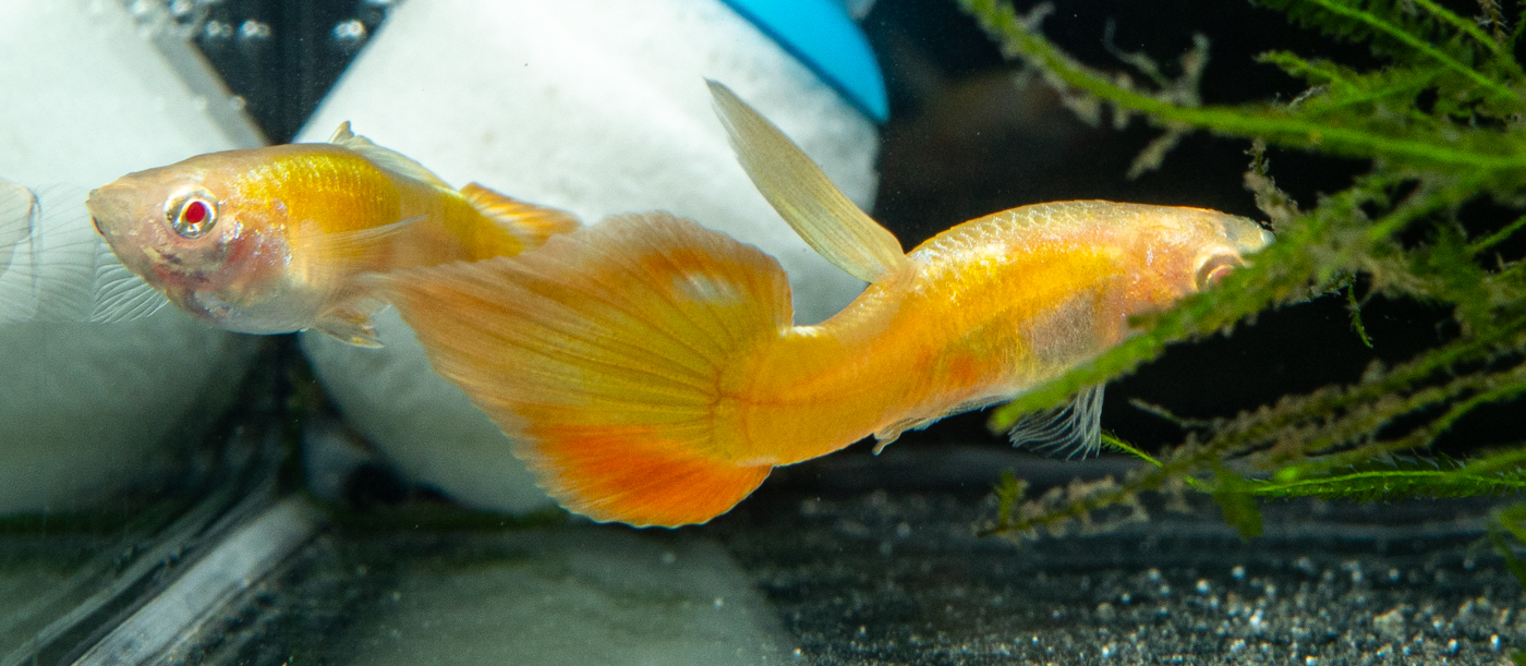 Guppy Show in Vienna Trios and Pairs 2019 - Ralfs-Guppy-Blog