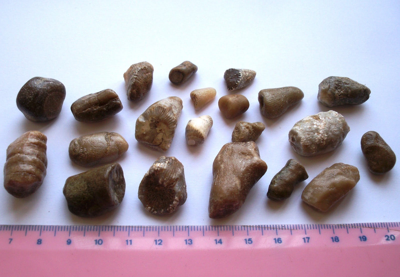 Pro apuokų akeles: Raktai į praeitį - fosilijos