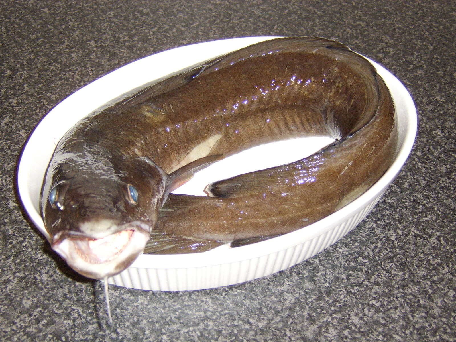 A Guide to Sea Fishing the West of Scotland and Cooking your Catch ...