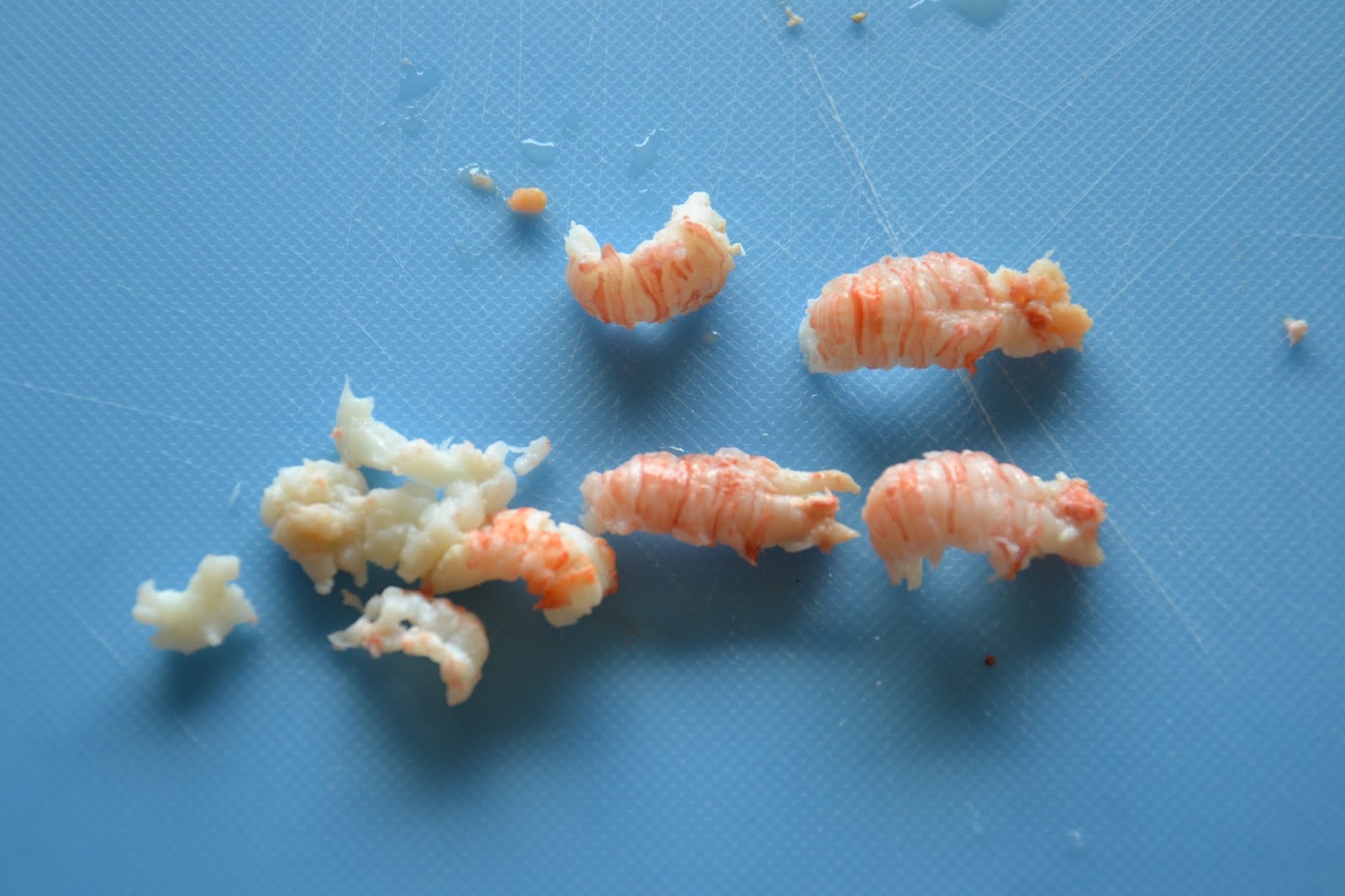 Oppdag Fisk!: Langfingerkreps/Rugose Squat Lobster/Munida Rugosa (Saltvann)