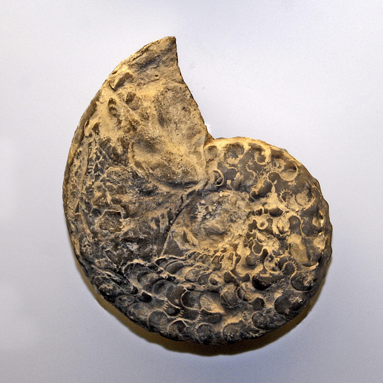 Catalogue of Organisms: The Age of the Ceratites