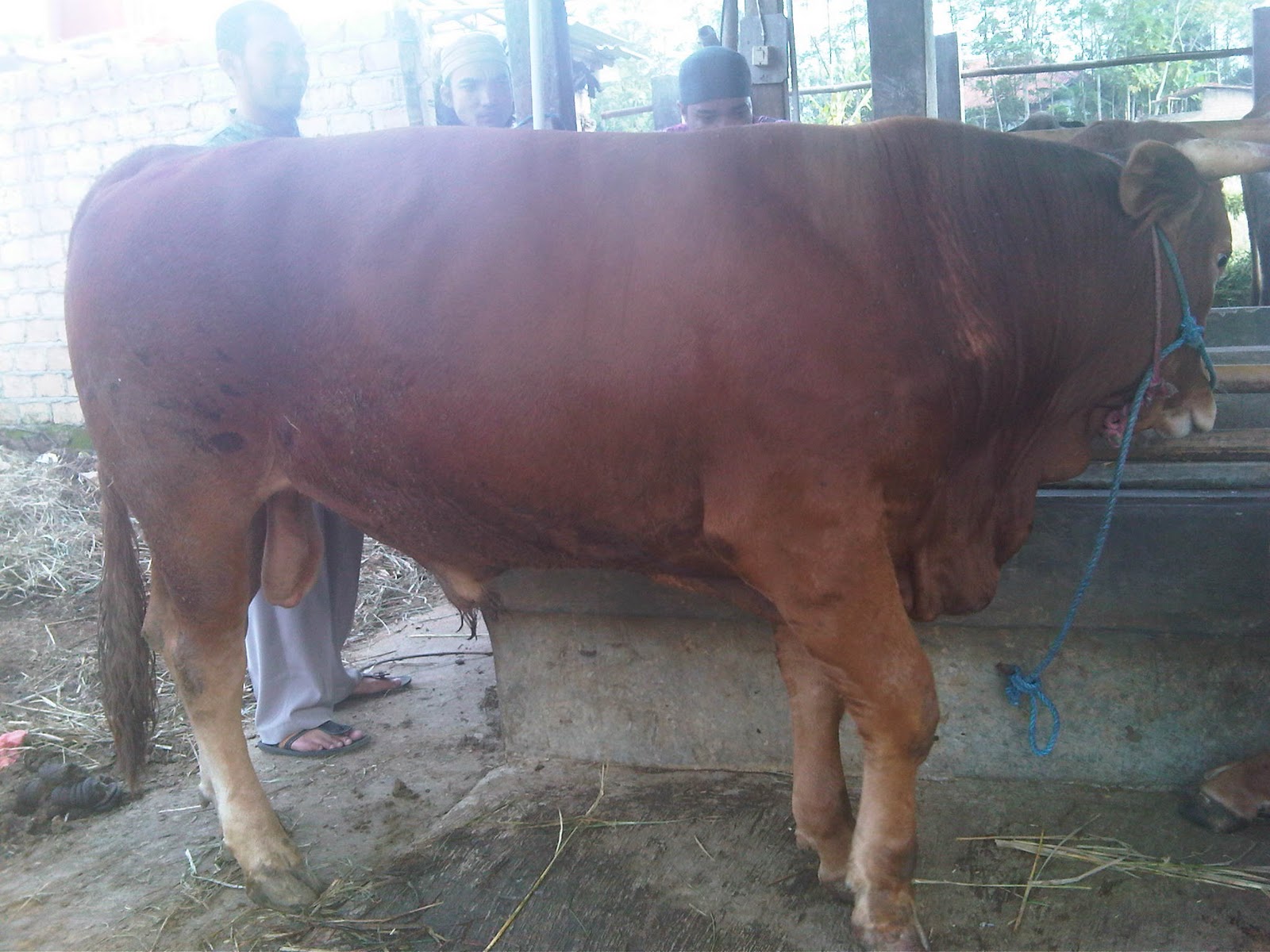 NAW Production: Sapi simental n limousin 450 kg - 1 ton