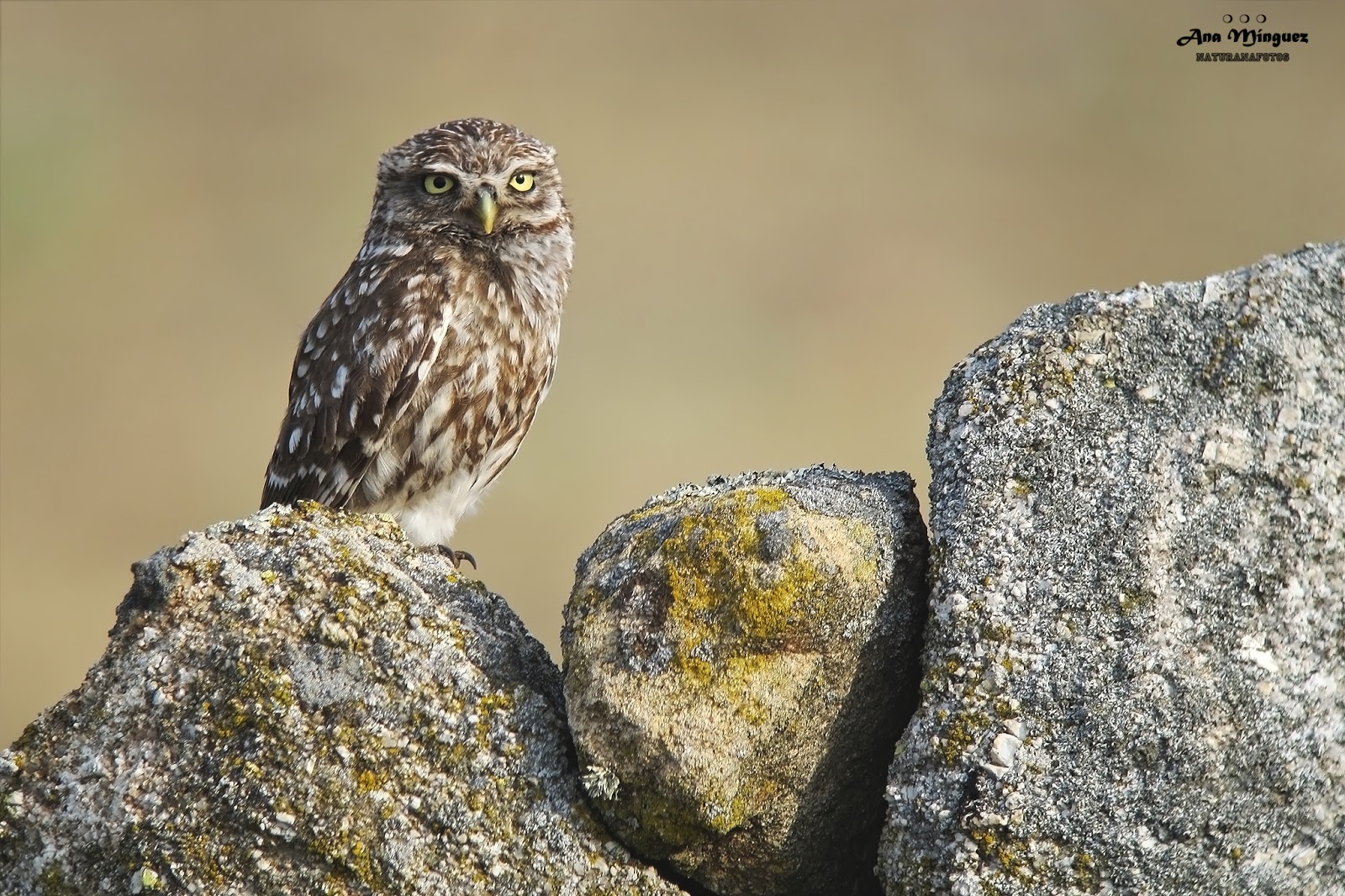 NATURANAFOTOS: Mochuelos