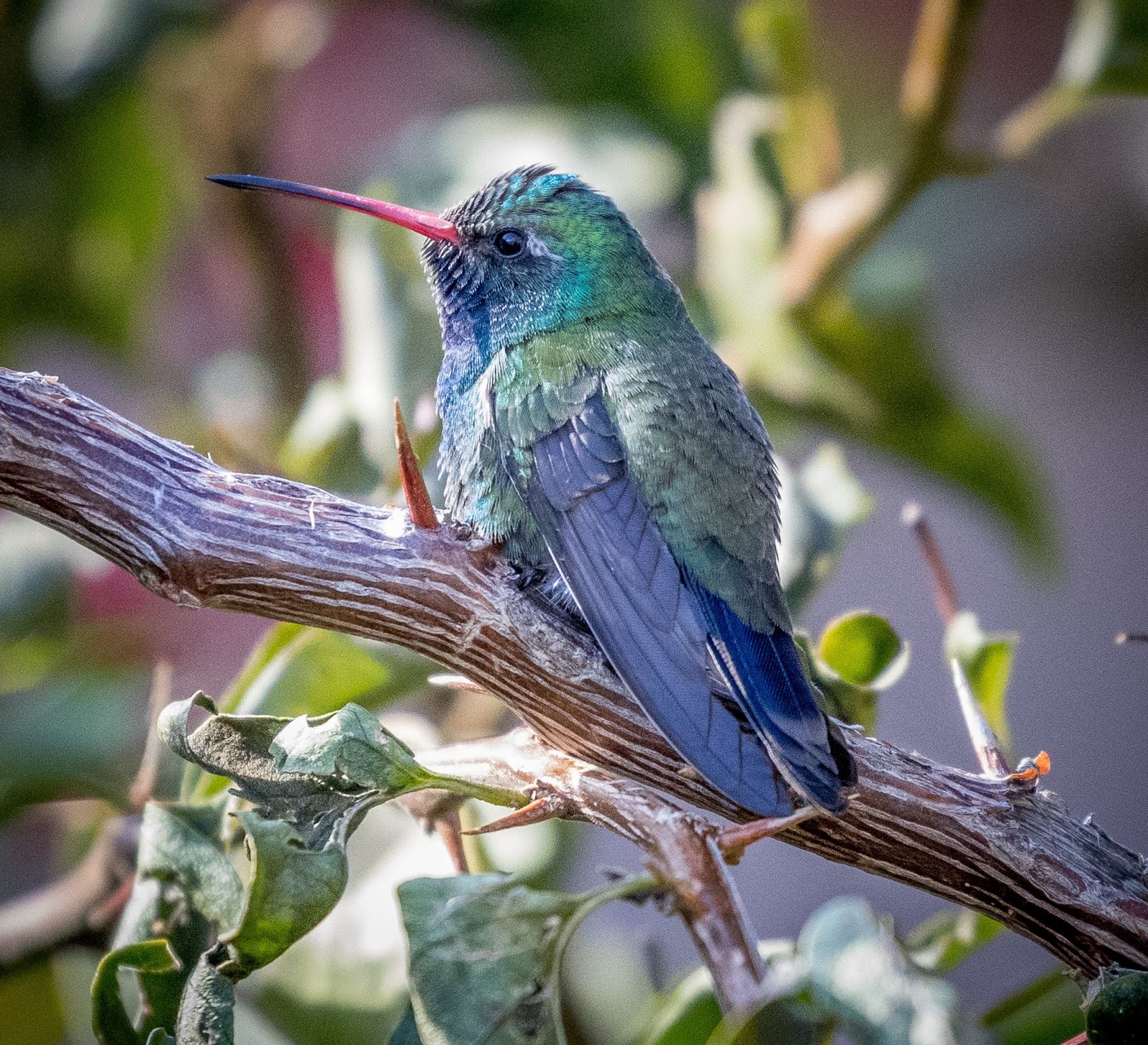 Feather Tailed Stories: Broad-billed Hummingbird