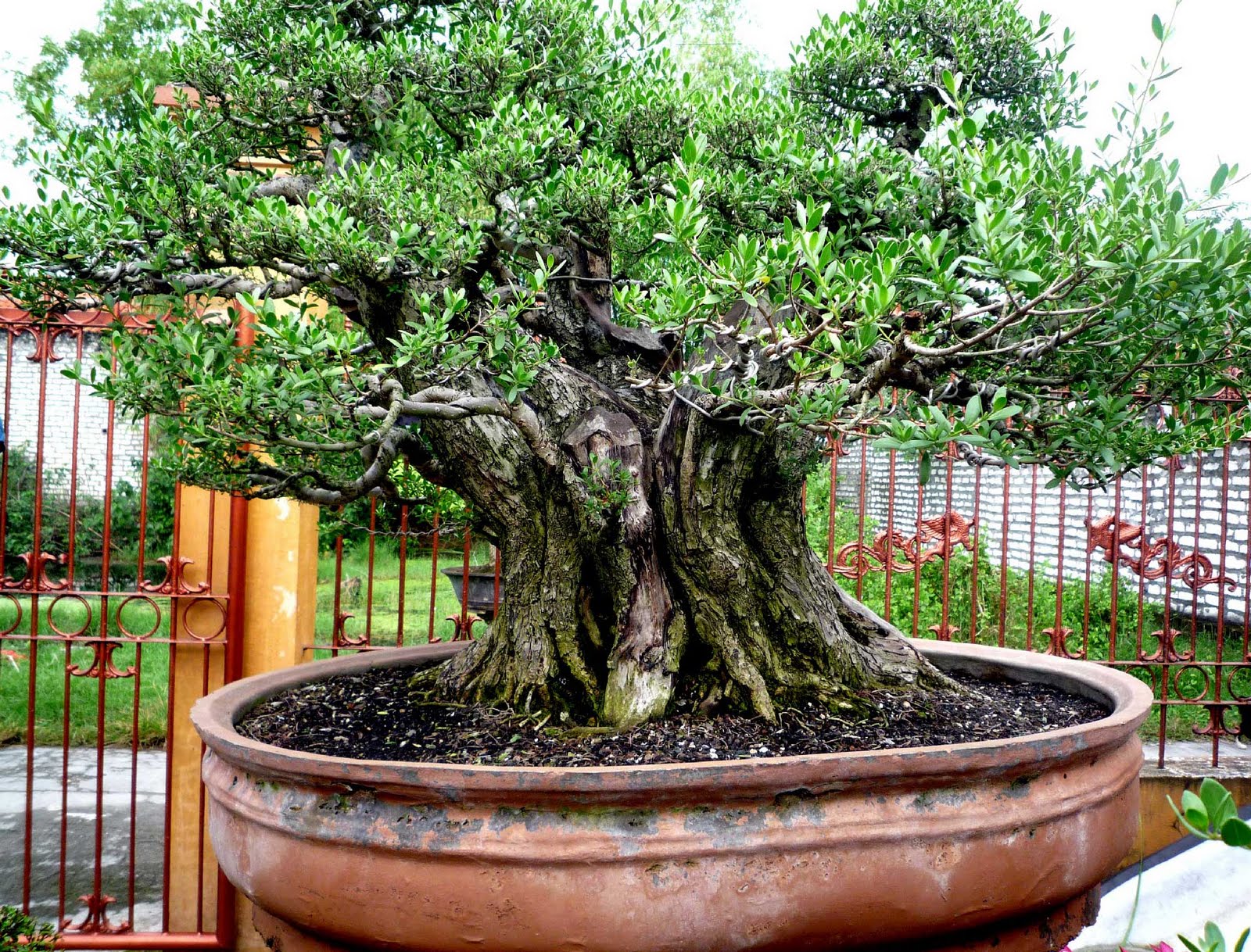 cara membuat bonsai