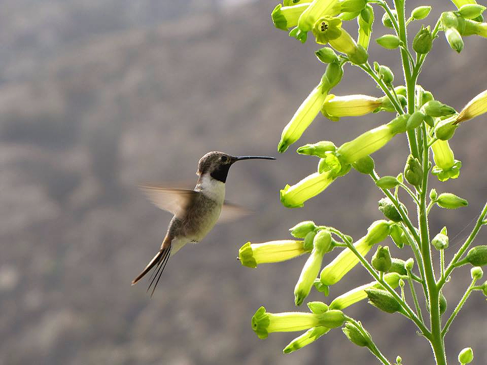 Caminantes del Desierto: EL PICAFLOR DEL NORTE