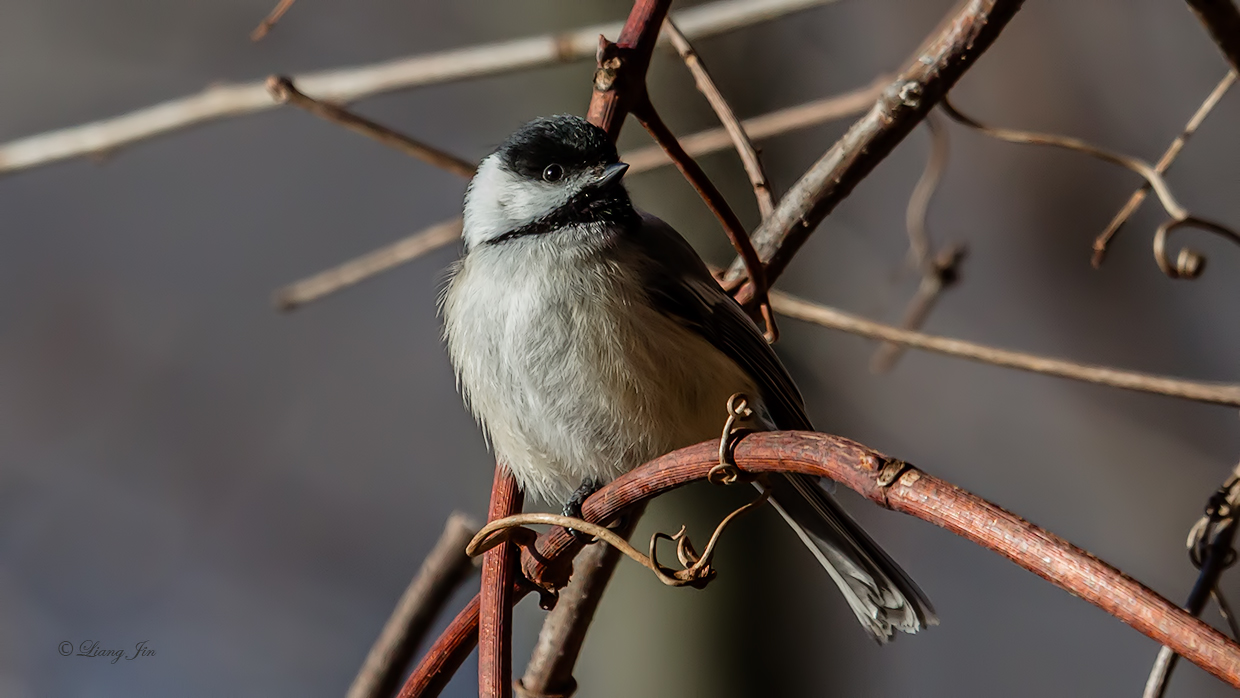 See What I See: Birds in January