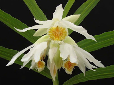 Thunia alba care and culture | Travaldo's blog