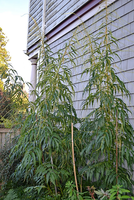 The Outlaw Gardener: Joyce's Garden