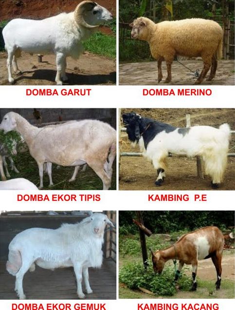 Beternak Kambing atau Domba - Info Pertanian Online