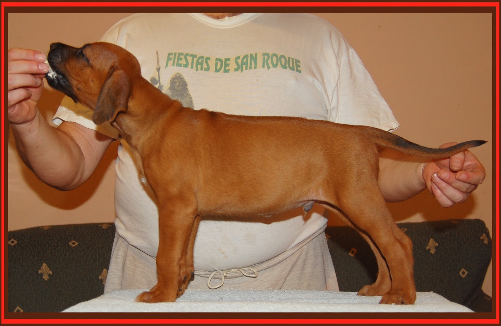 Rhodesian Ridgeback y Vizsla (Braco Húngaro) Criadores España ...