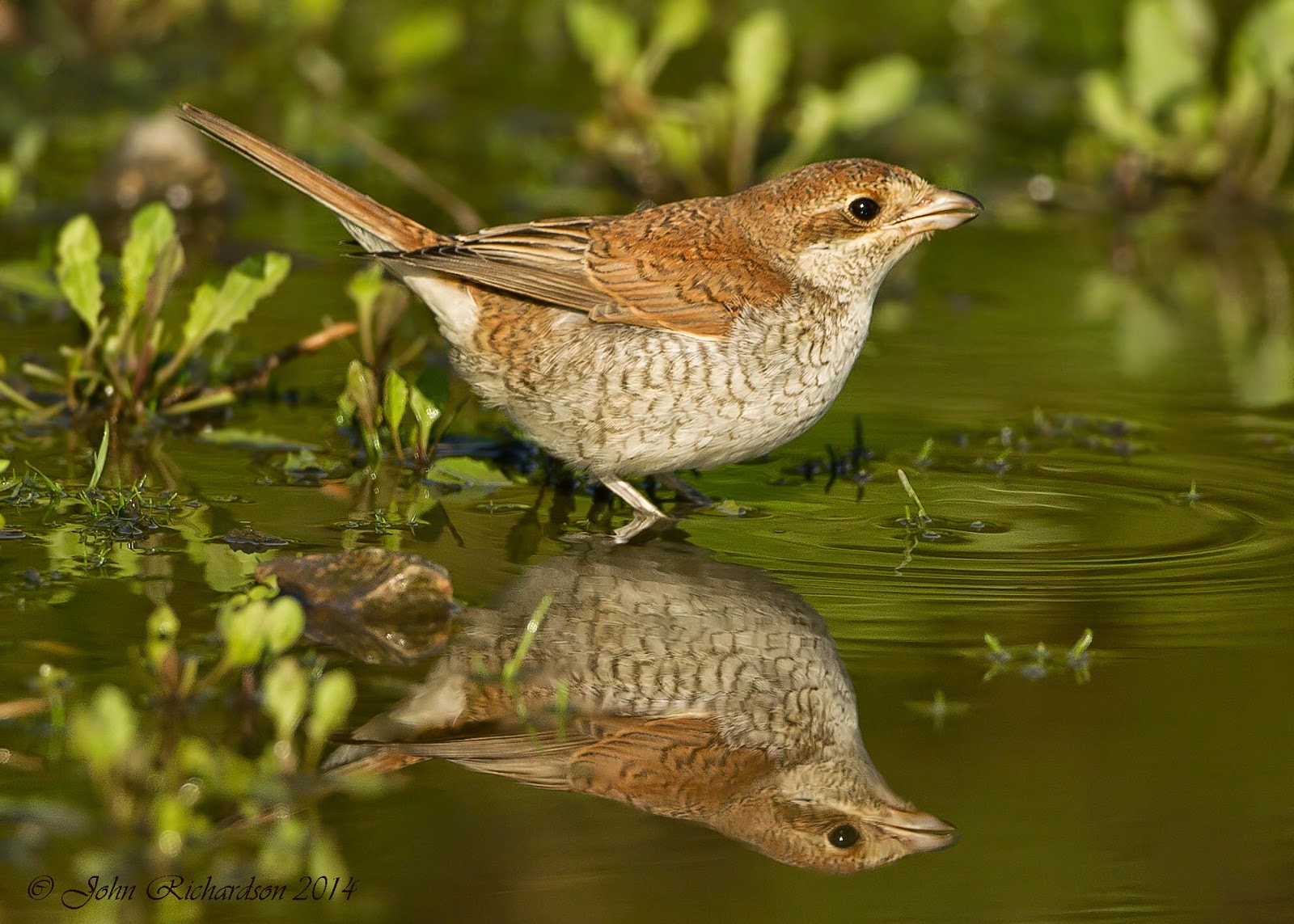 Old Man of Minsmere aka John Richardson: Three Shrikes and not out