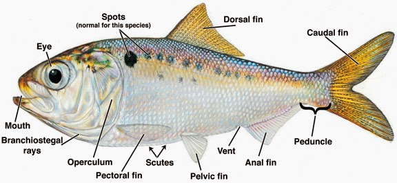 Providence River Striper Fishing: Atlantic Menhaden Advisory Panel Says ...