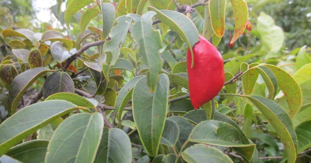 රදලිය [Radaliya] (Connarus monocarpus) ~ අපේ ඔසුපැළ Medicinal Plants of ...