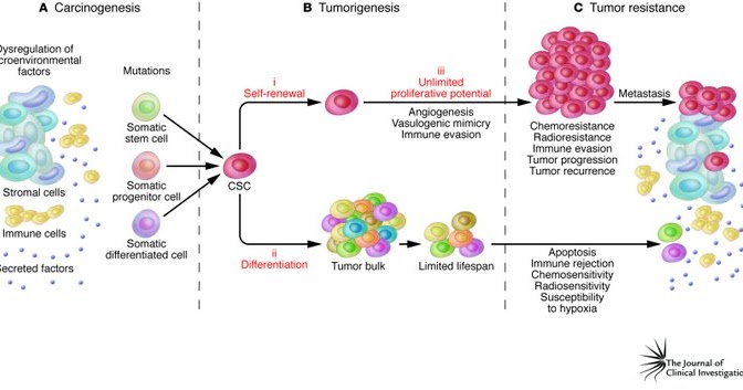 MULTISTEP TUMORIGENESIS: MOLECULAR EVENTS ASSOCIATED WITH THE GENESIS ...
