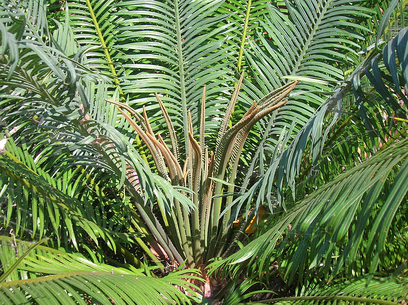 Recregarden: CYCAS RUMPHII