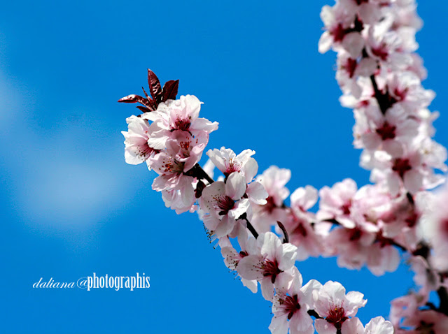 Photographis: Floriile - PALM SUNDAY