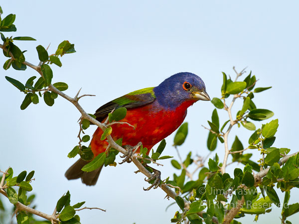 Birding Is Fun!: South Texas Bird Photography, Part 2