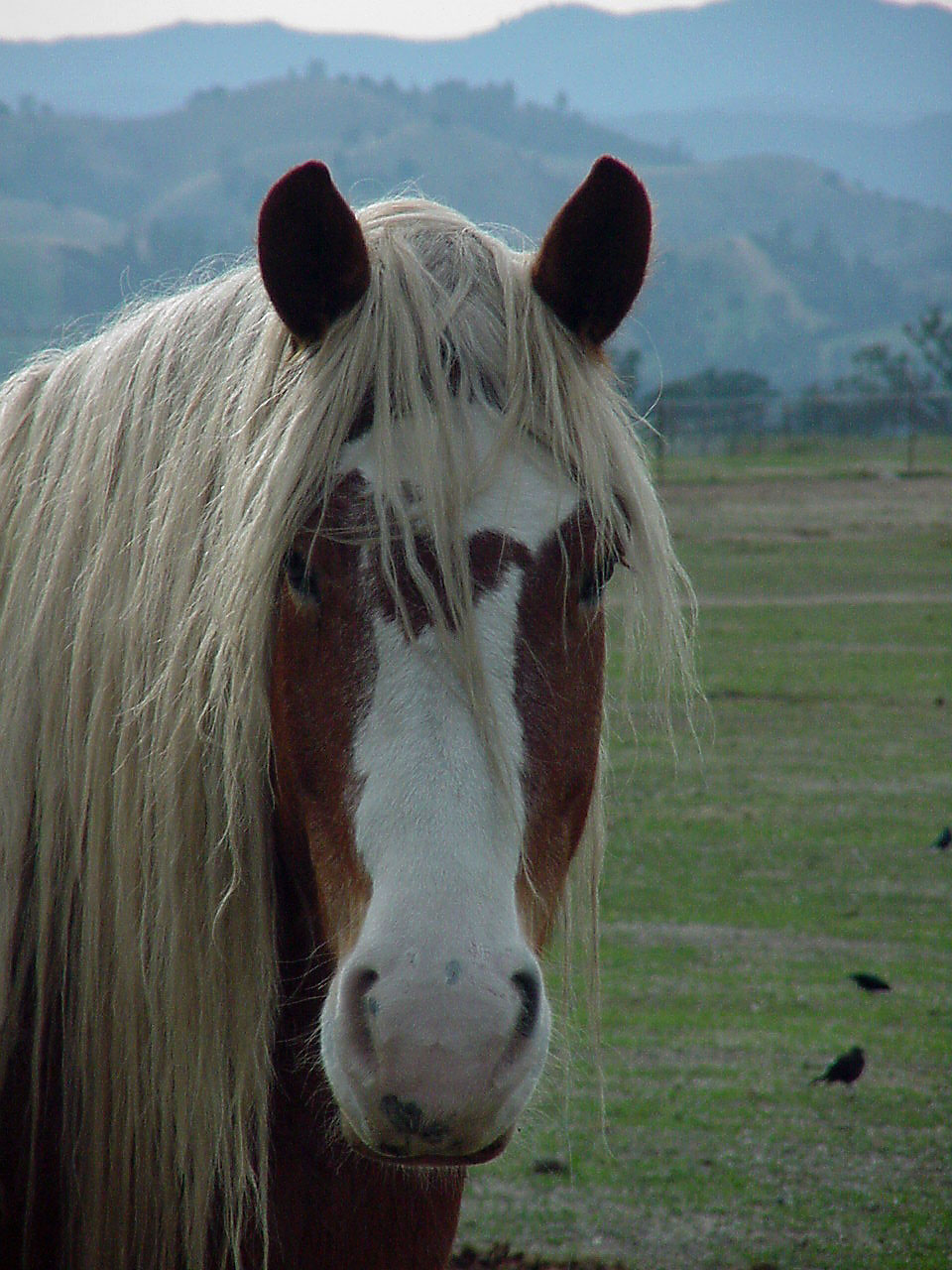 Redwings Horse Sanctuary, USA: September Horses of the Month!!!
