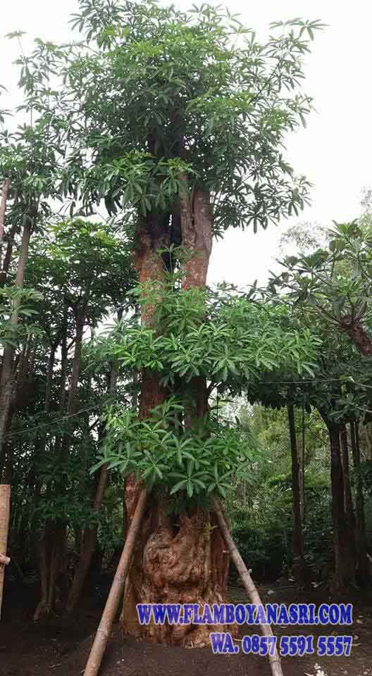 Jual Bonsai Pohon Pule/Pulai Murah di Surabaya - TUKANG TAMAN SURABAYA